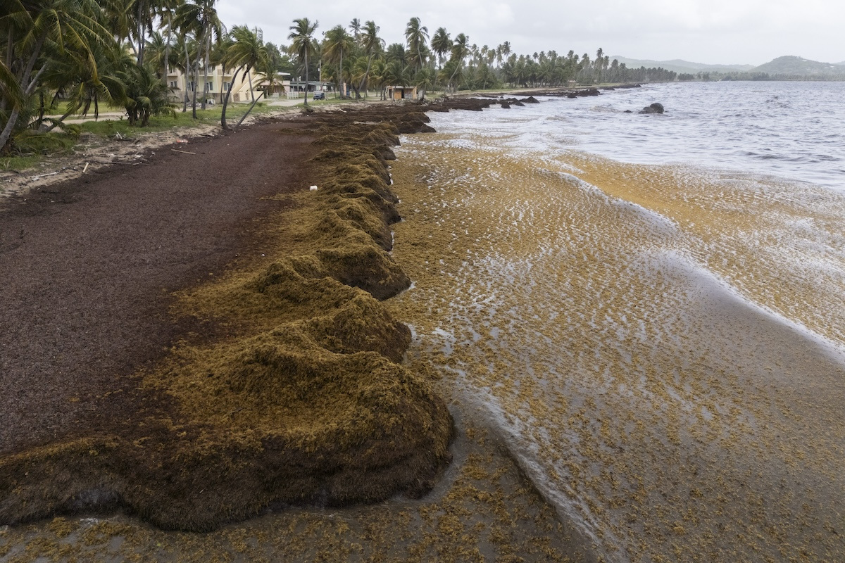 Seaweed Wave Hits Caribbean | God's World News