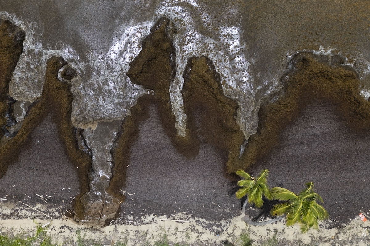 Seaweed Wave Hits Caribbean | God's World News