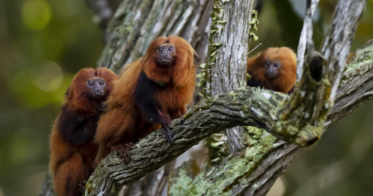 Tamarins Are Back! | God's World News