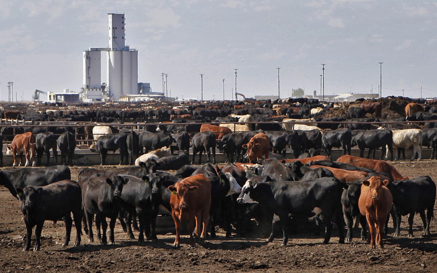 Meatpackers strike | God's World News