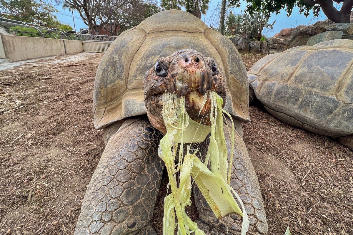 Goodbye, Gramma Tortoise | God's World News