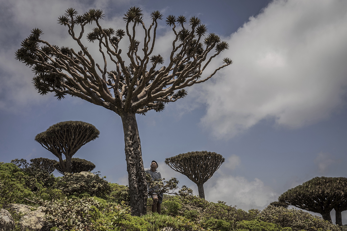 Dragon’s Blood Trees | God's World News
