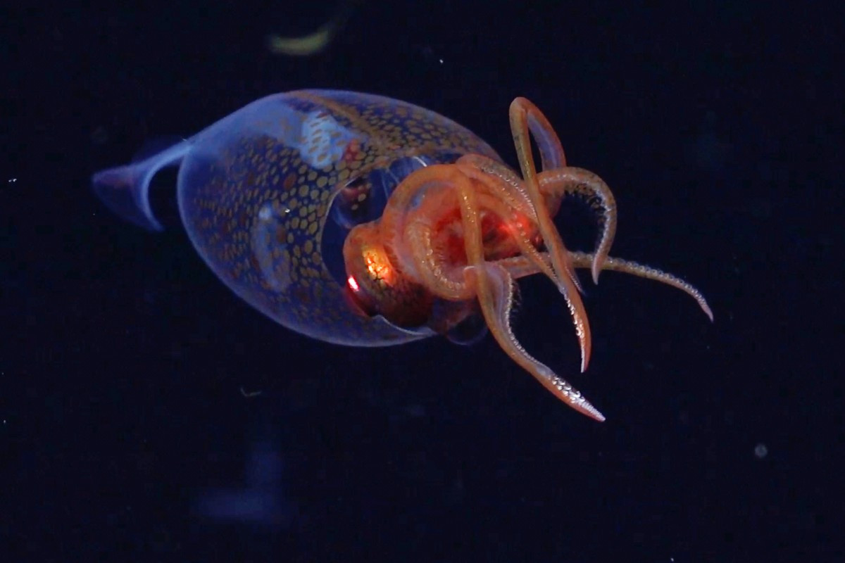 Colossal Squid! | God's World News