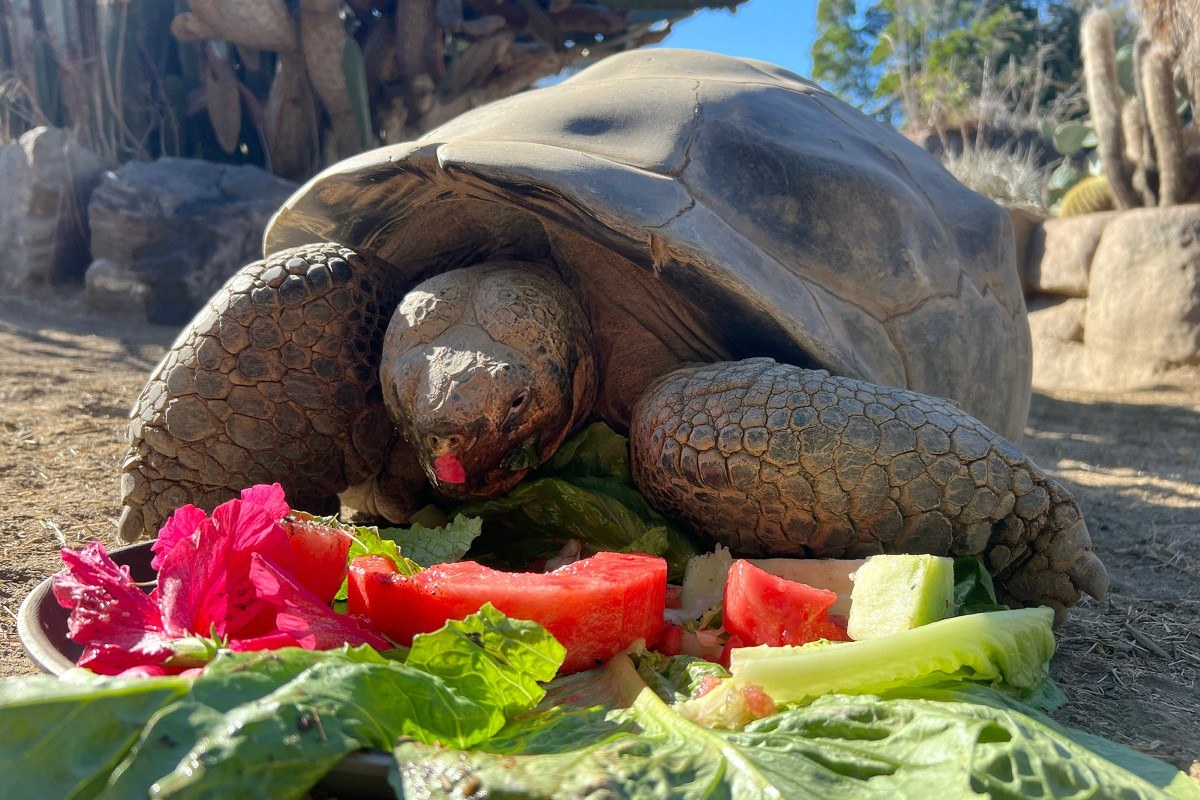 Goodbye, Gramma Tortoise | God's World News
