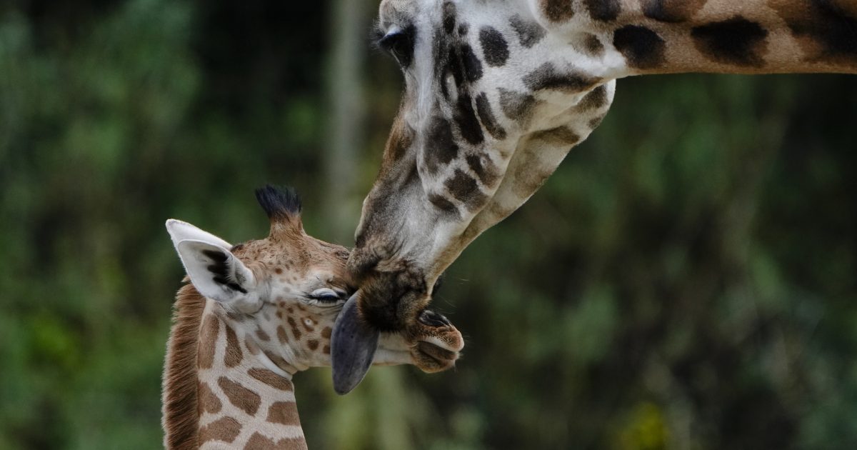 Name that Giraffe! | God's World News