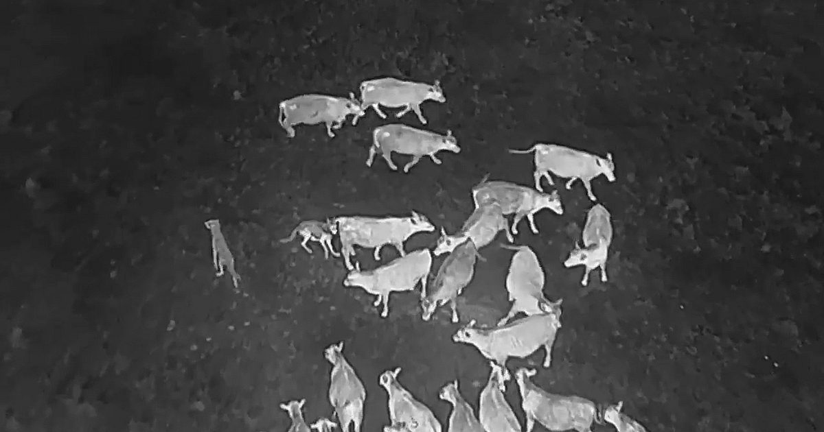 Wolves Face the Music | God's World News