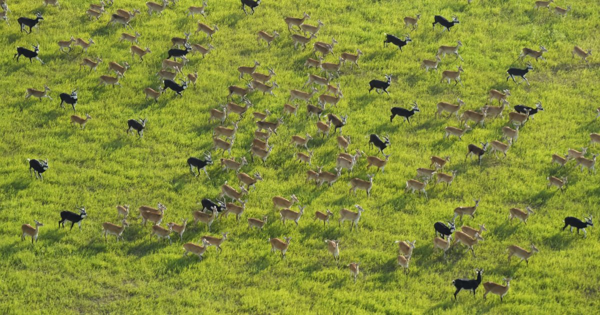Go, Antelope! | God's World News