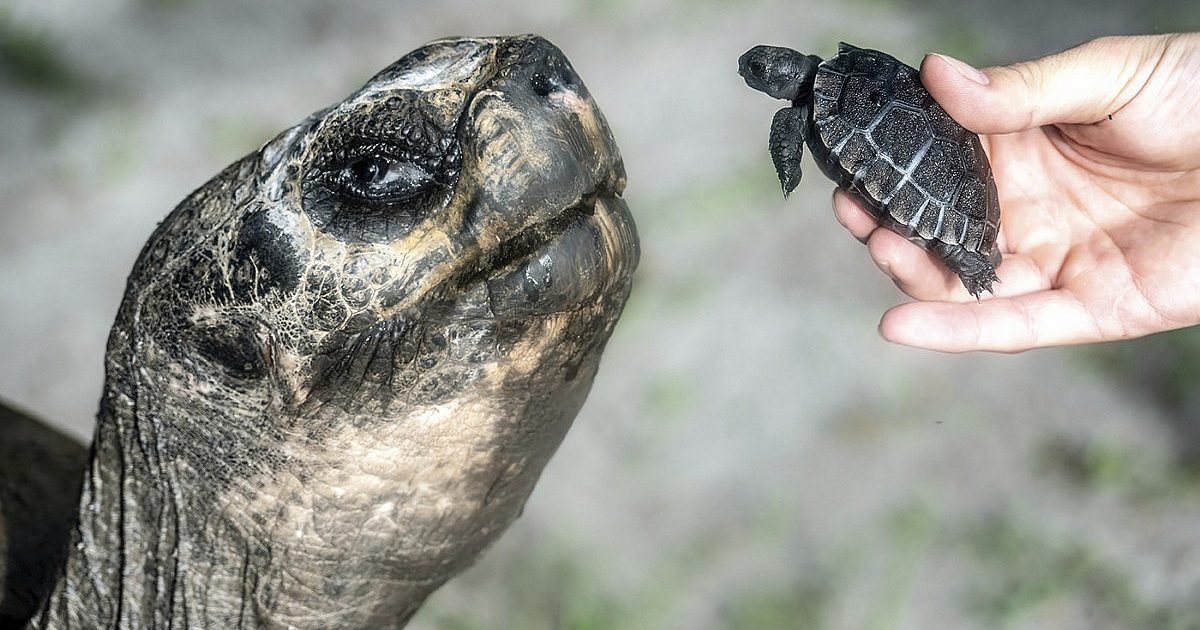 Goliath’s First Baby | God's World News