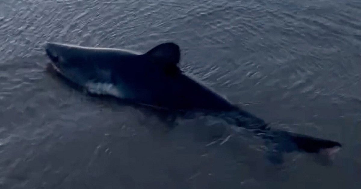 The Woman Who Saved a Shark | God's World News