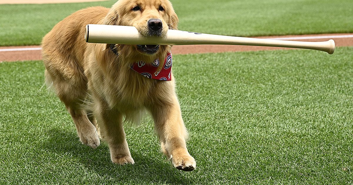 Bruce the Bat Dog | God's World News