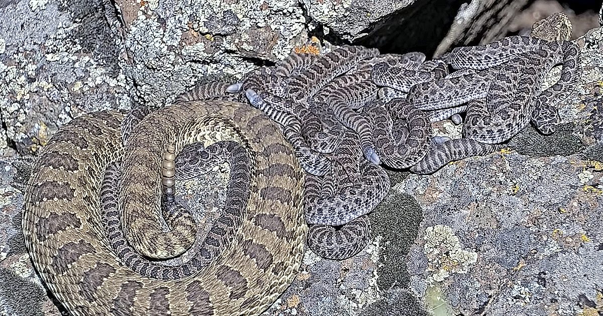 Mega Den of Snakes | God's World News