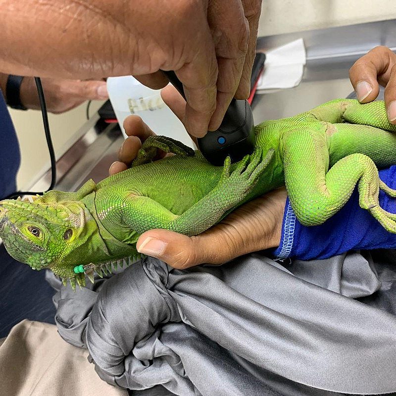 Getting the Drop on the New Year | God's World News