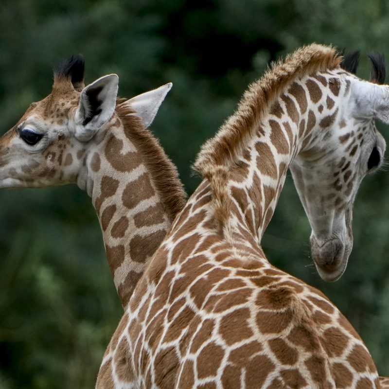 Name that Giraffe! | God's World News