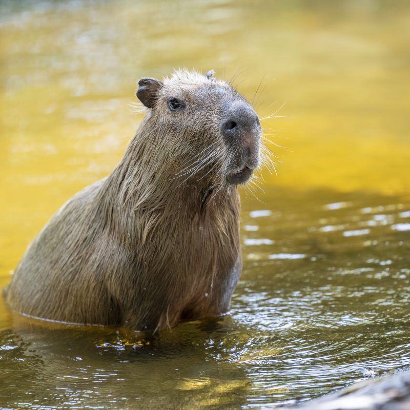 A Capybara Moves to Florida | God's World News
