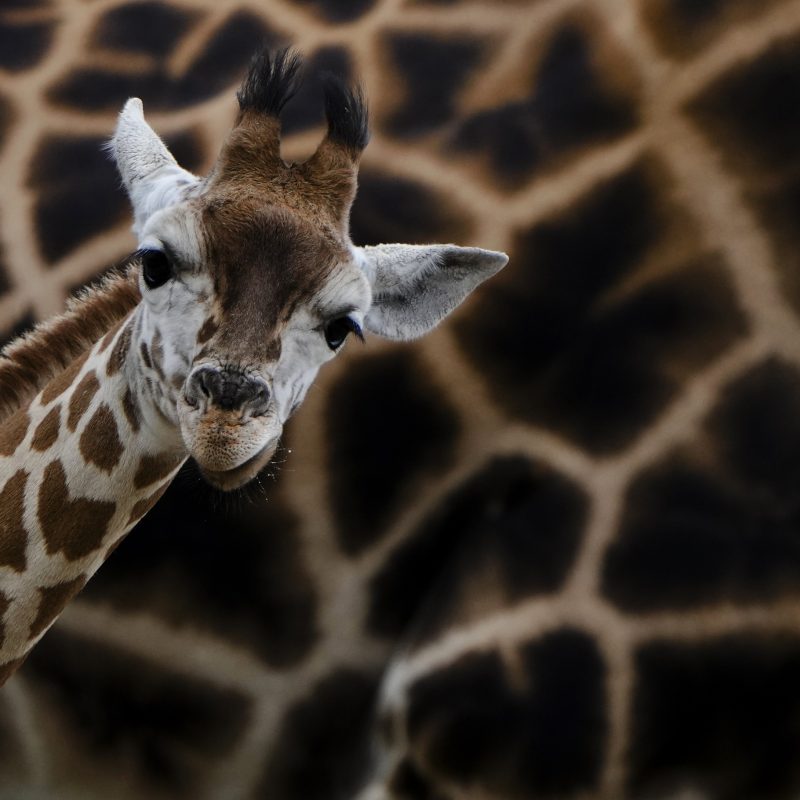 Name that Giraffe! | God's World News
