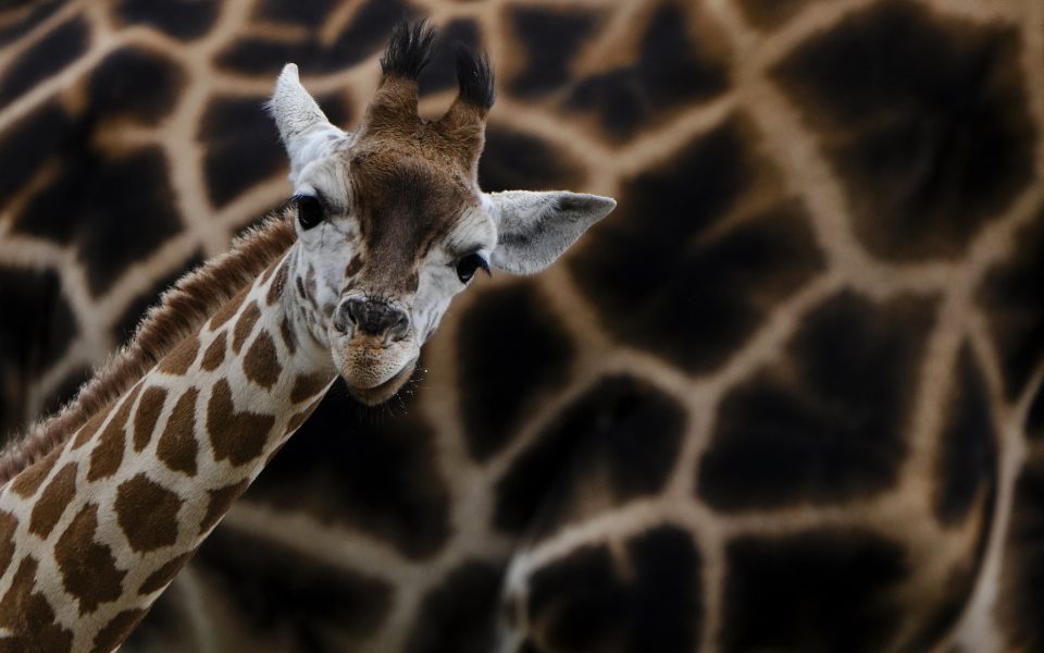 Name that Giraffe! | God's World News