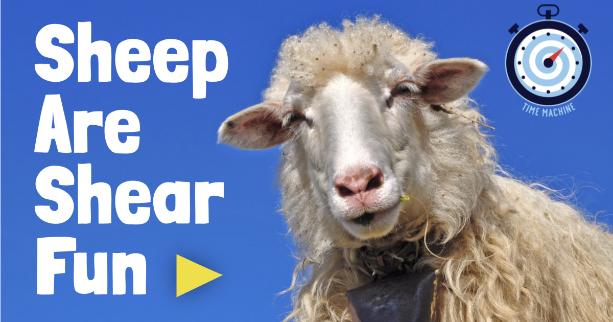 God's World News | Sheep Are Shear Fun